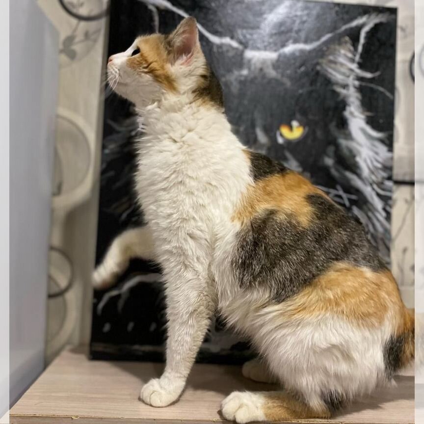 Трехцветная кошечка