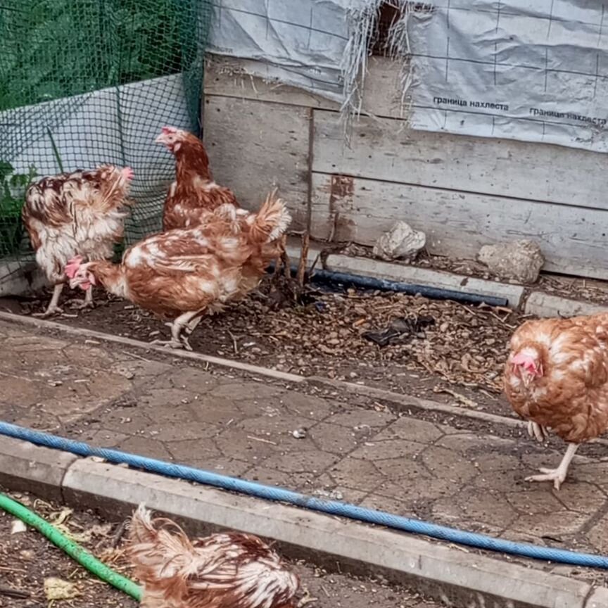 Куры несушки продам