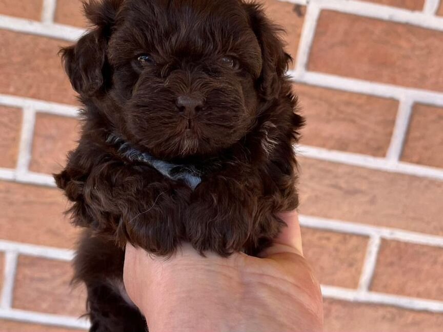 Мальтипу F девочка