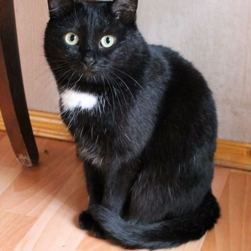 Черный кот. Очень ласковый