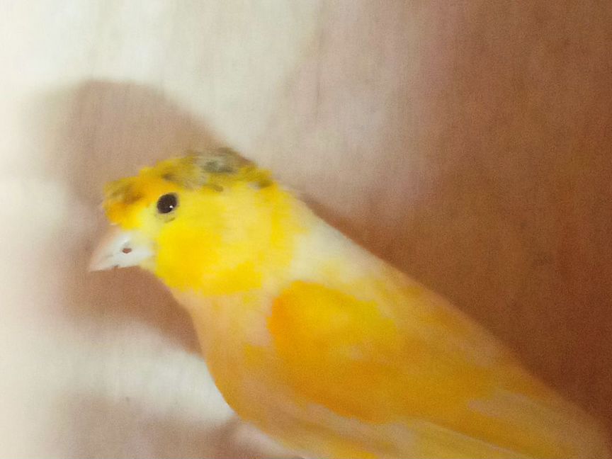 Кенара и канарейки