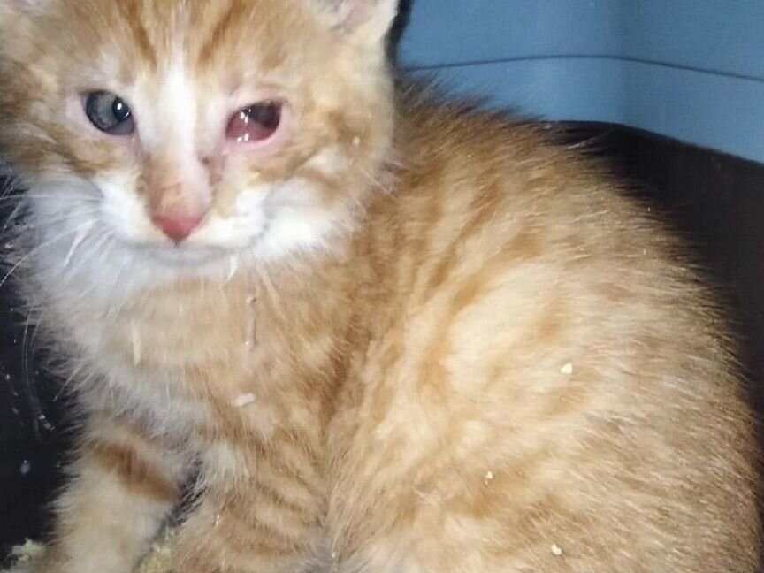 Рыжий котенок срочно ищет дом