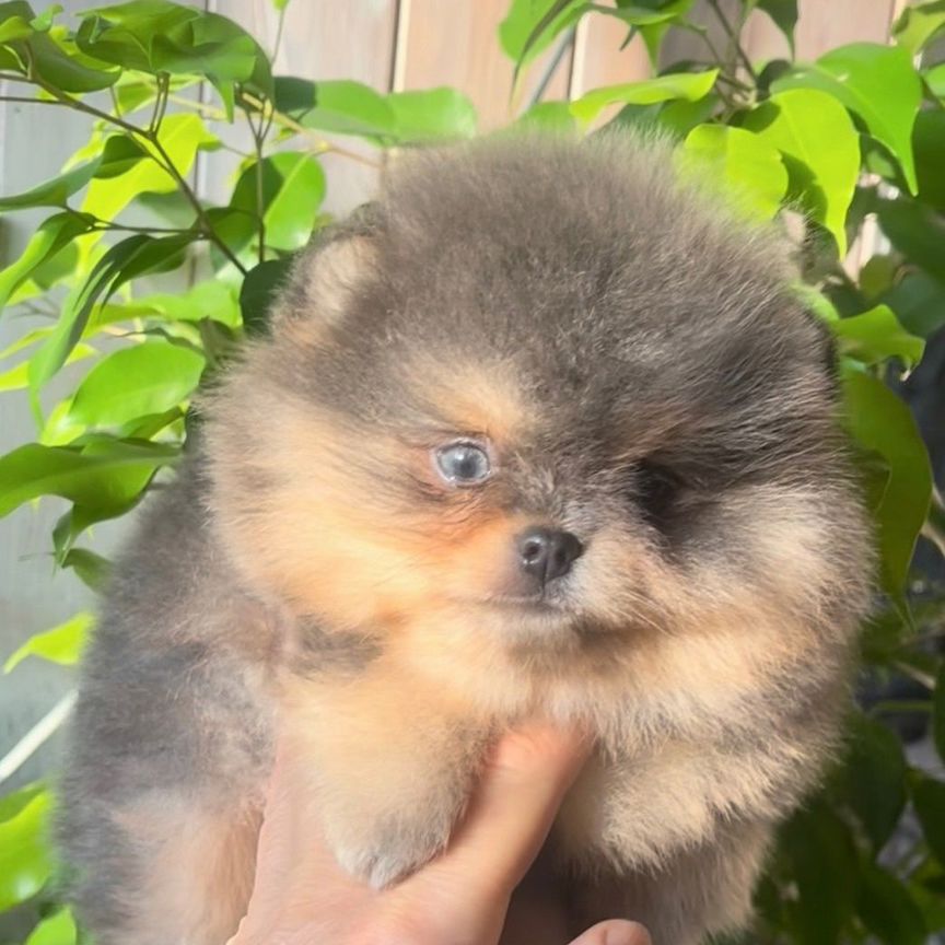 Померанский шпиц мальчик