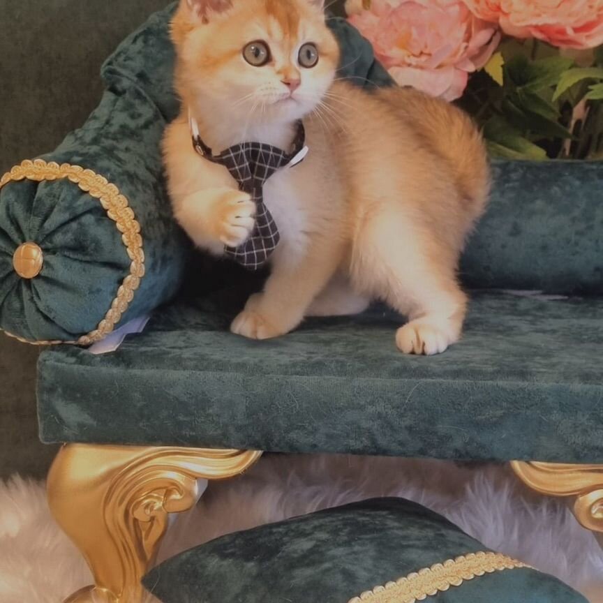 Мальчик Золотая шиншилла SFS71nv12