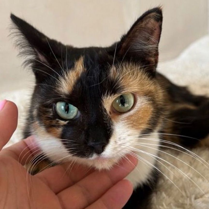 Без лапки ласковая кошка