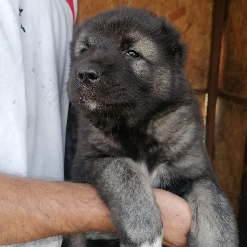 Щенки Кавказской овчарки,большой выбор (доставка)