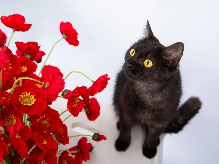 Красивая черная кошка