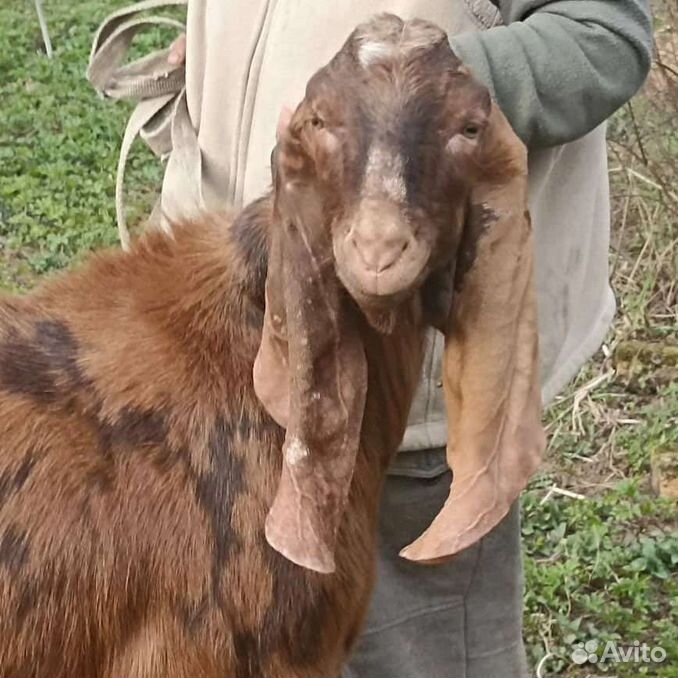 Козел камори 100 мраморный