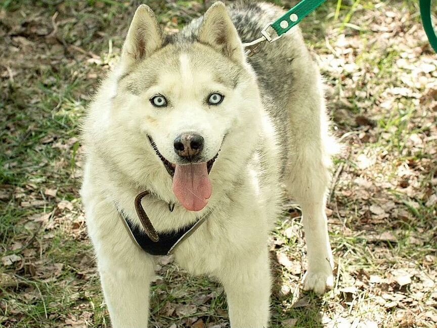 Хаски ищет дом и любящих хозяев