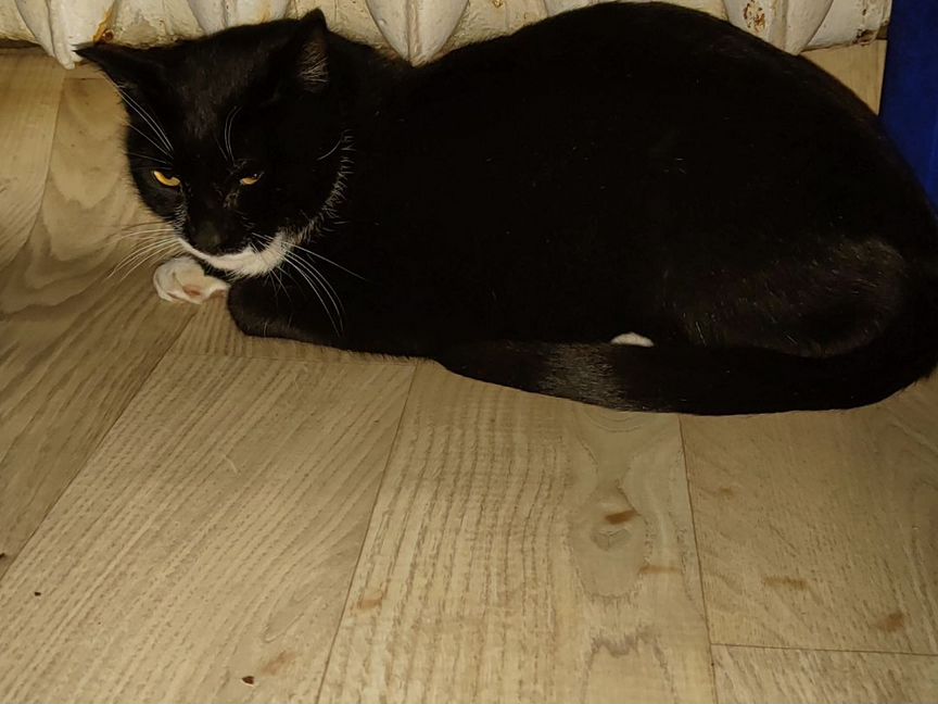 Кошки