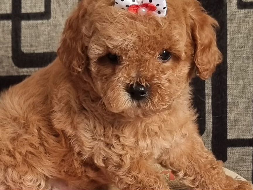 Той-пуделечки)