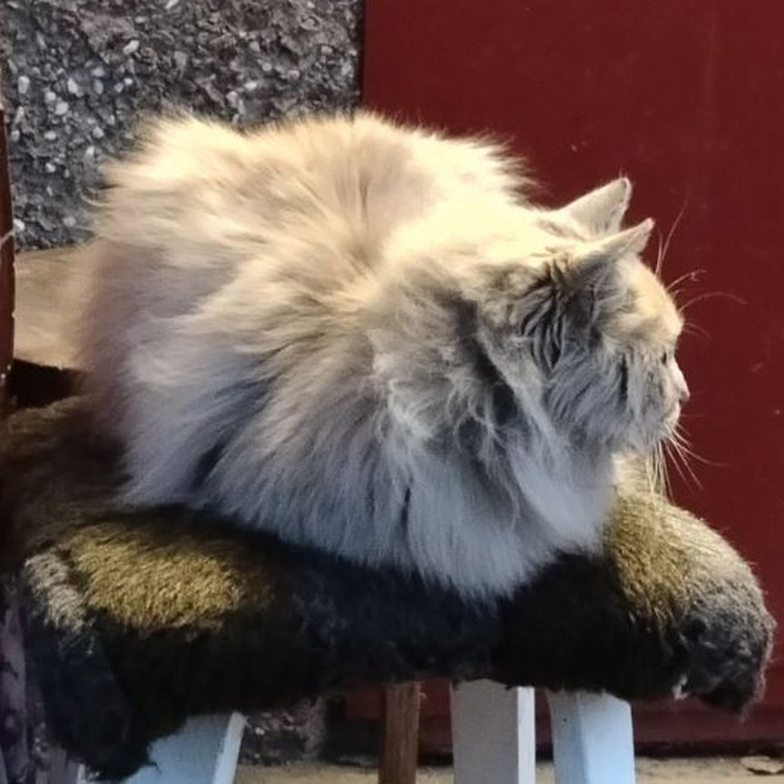 Взрослая, кошка в добрые руки