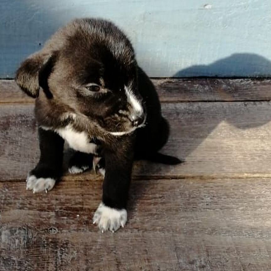 Щенок в добрые руки