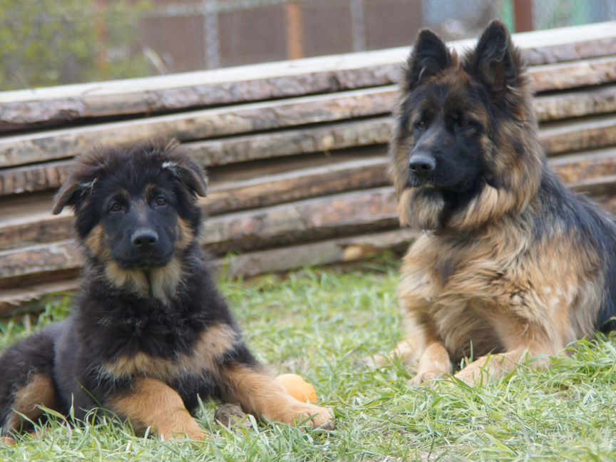 Кобель д/ш немецкой овчарки