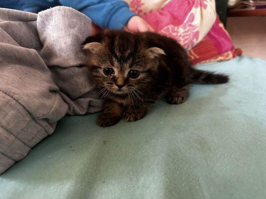 Отдам котят в добрые руки