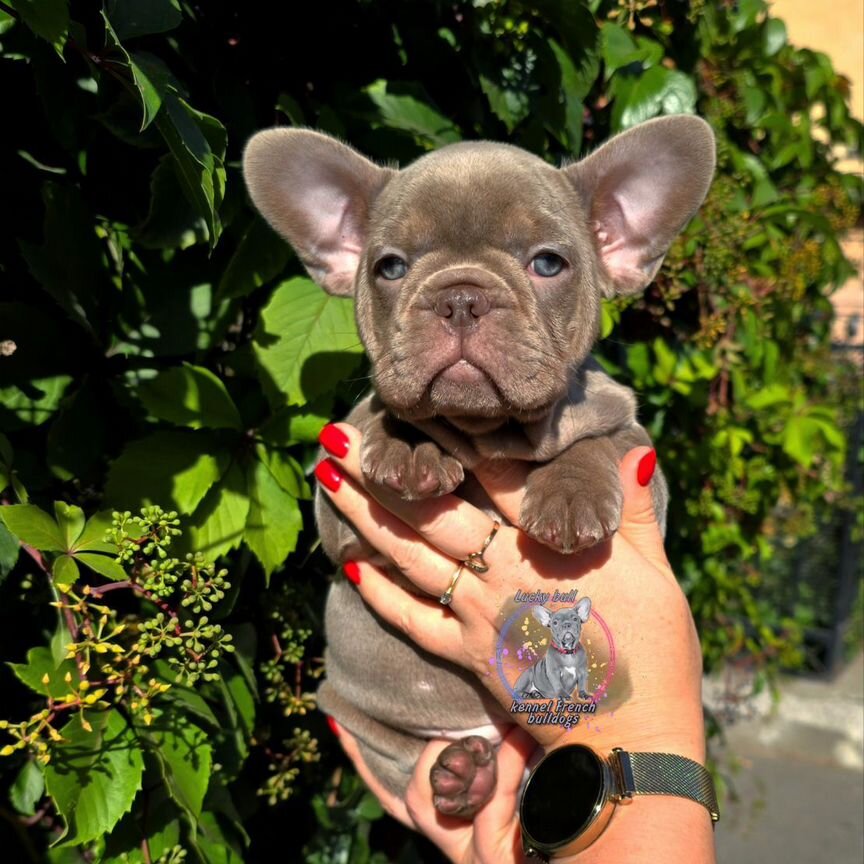 Изабелла девочка