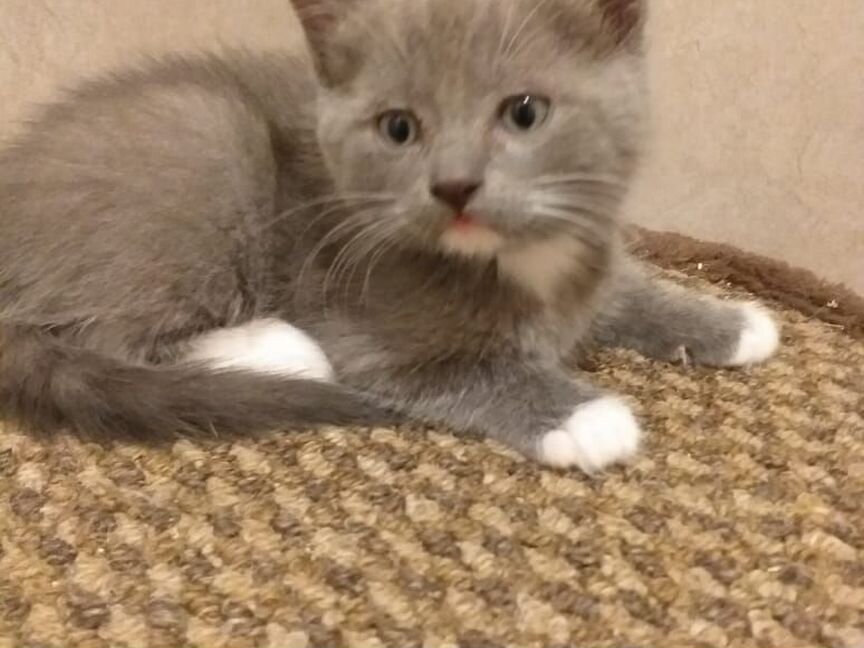 Кошки