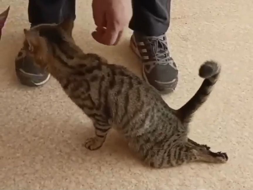Кошечка