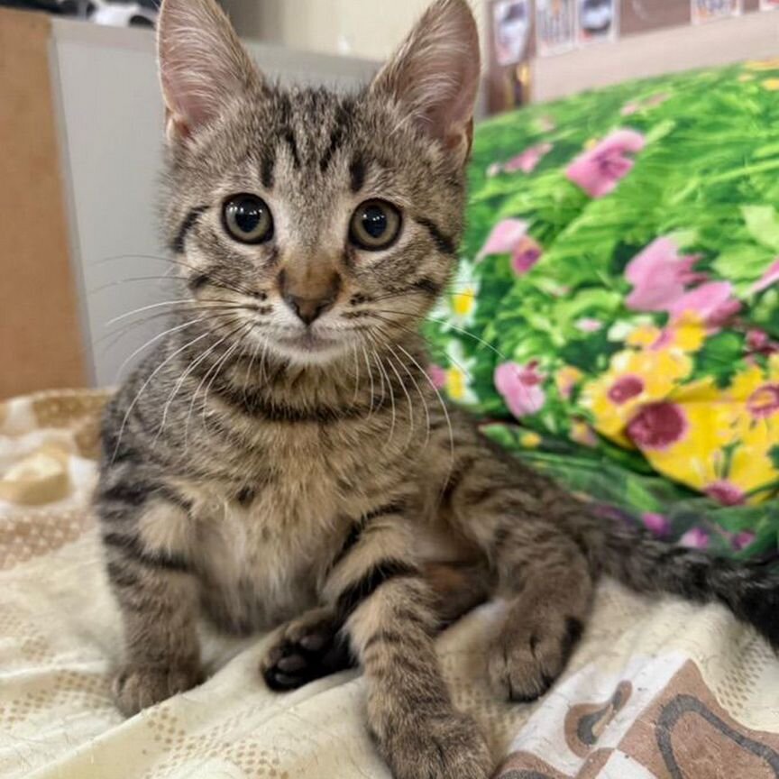 Котенок