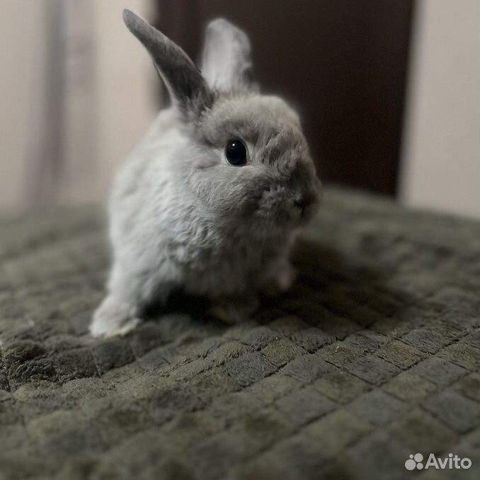 Декоративные кролики в добрые руки