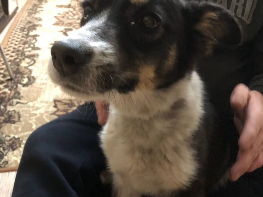 Собака в добрые руки