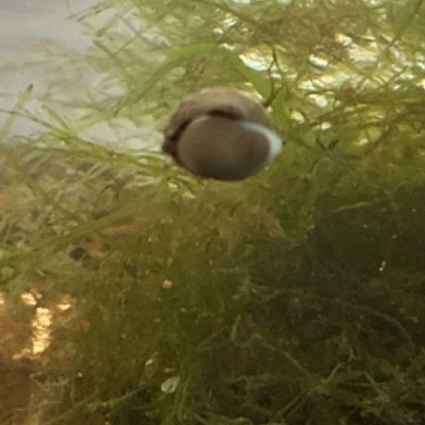 Улитка литорины с желтого моря морские