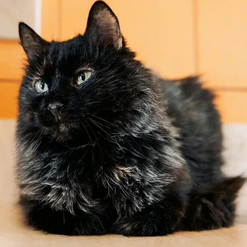 Кошка черная из приюта бесплатно в добрые руки