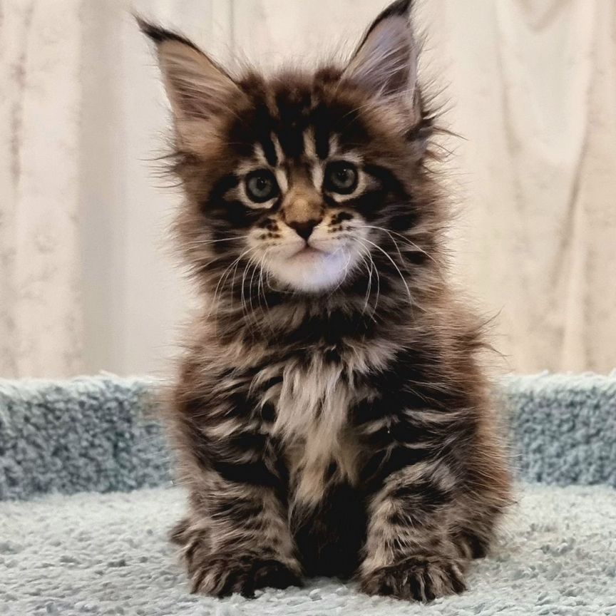 Девочка Малина Мейн-кун