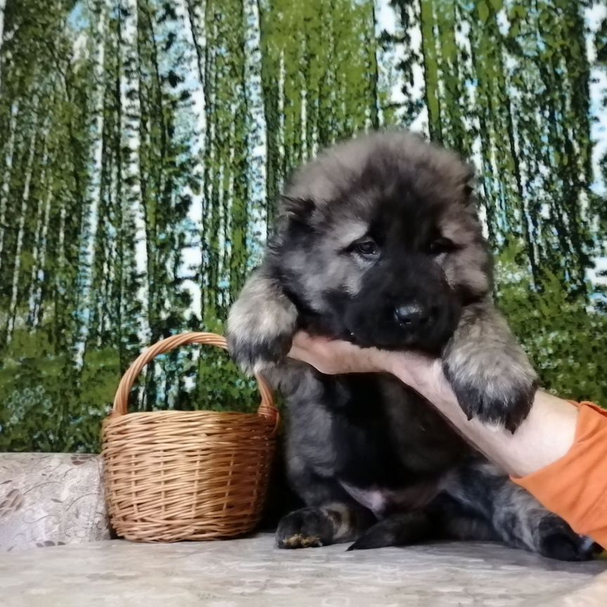Щенок кавказской овчарки