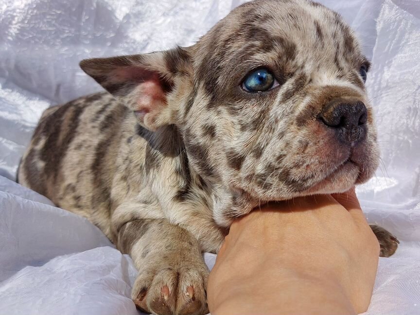 Французы мрамор, голубой