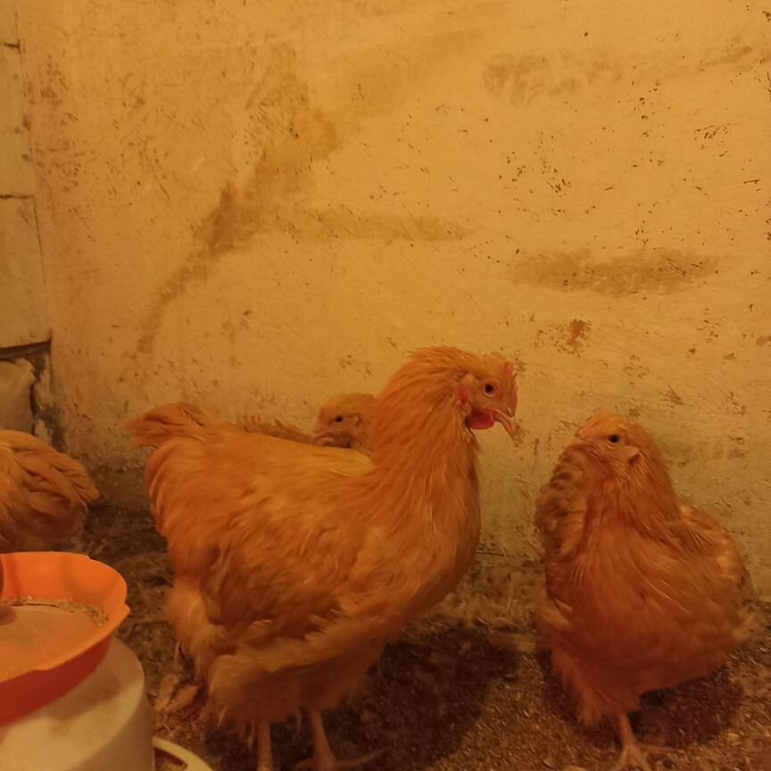 Орпингтон палевый Петухи