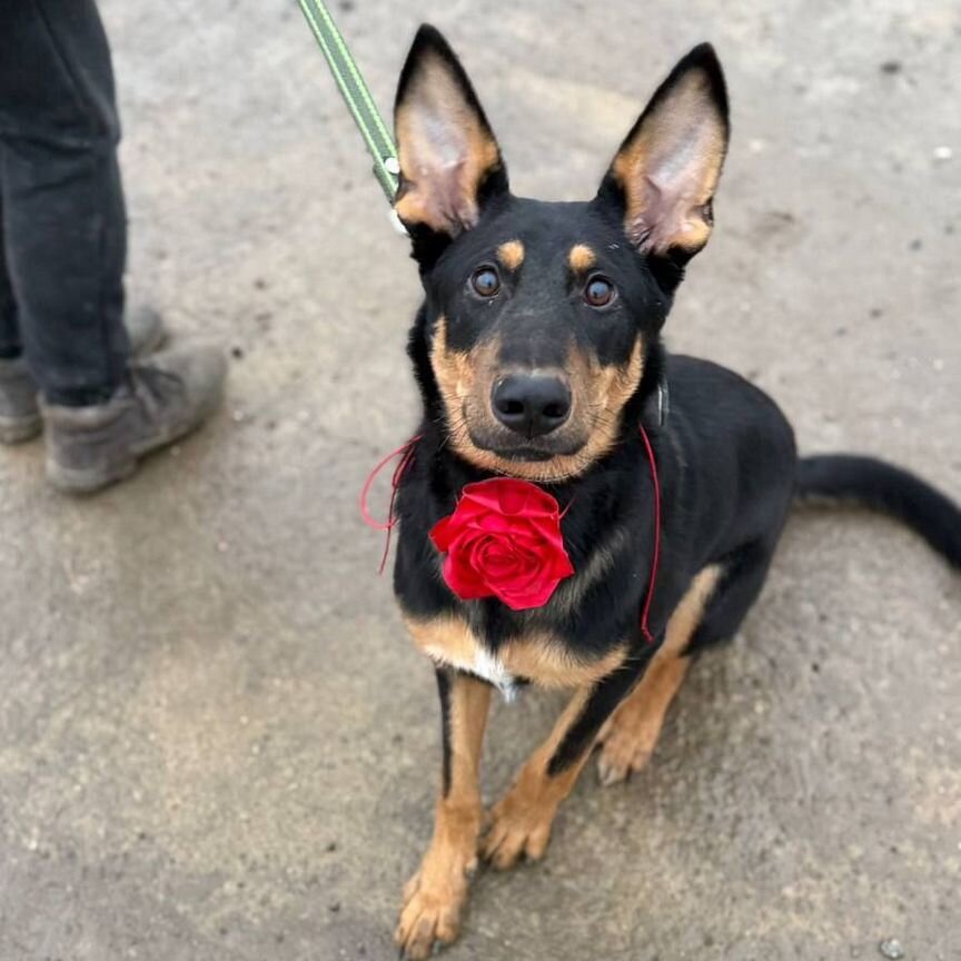 Щенок в добрые руки