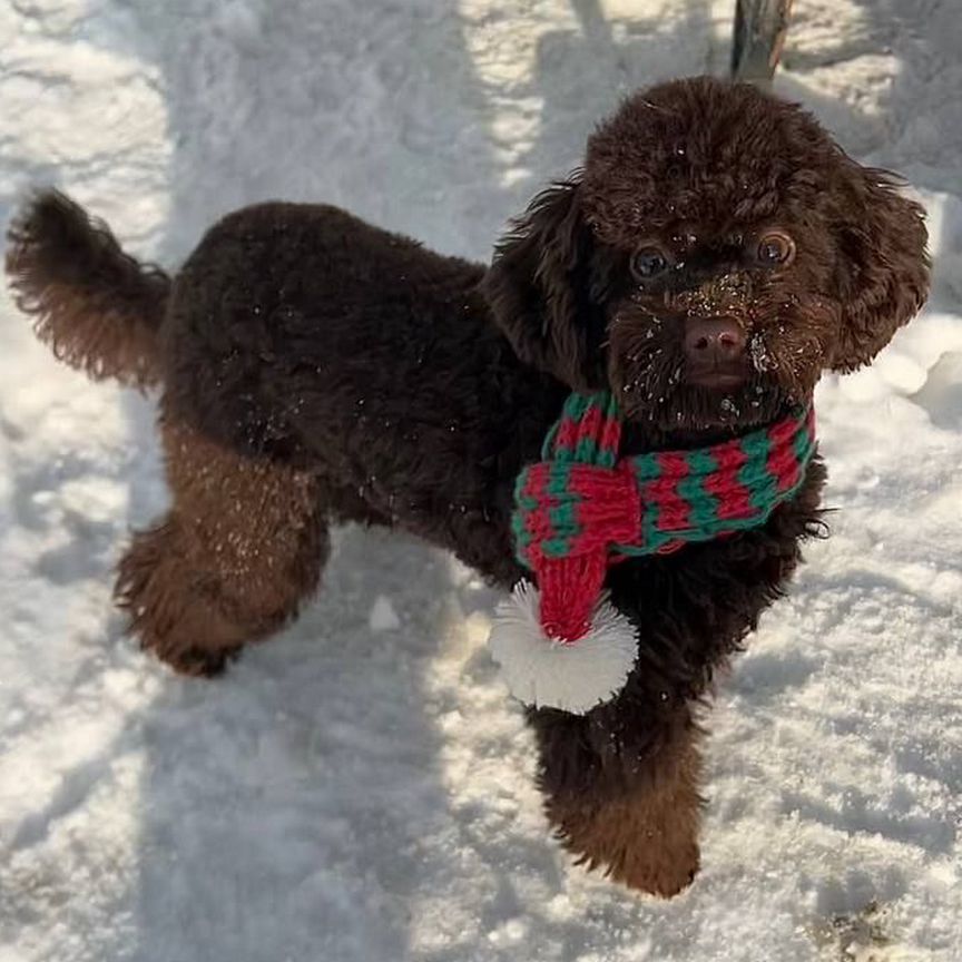 Той-пудель, взрослый пёс