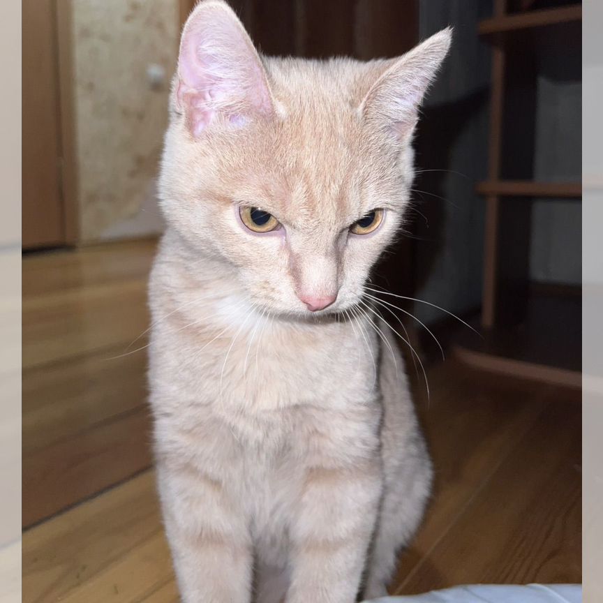 Котёнок