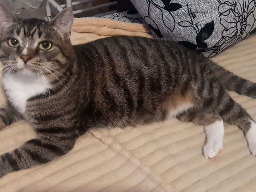 Шикарный кот Семён ищет дом