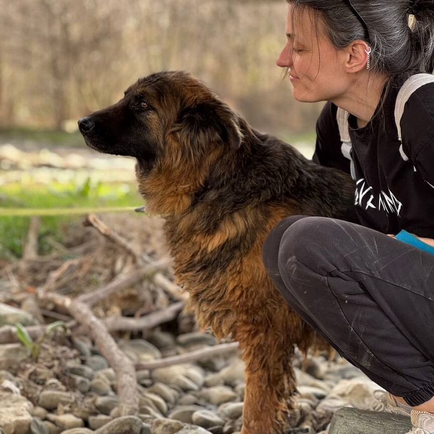 Помесь овчарки в добрые руки