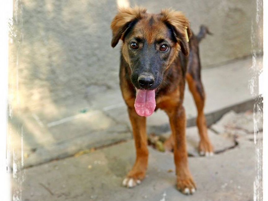 Маша ищет дом. Стерилизована. Привита