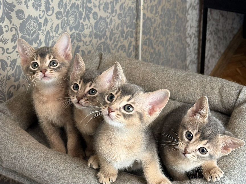 Абиссинские котята