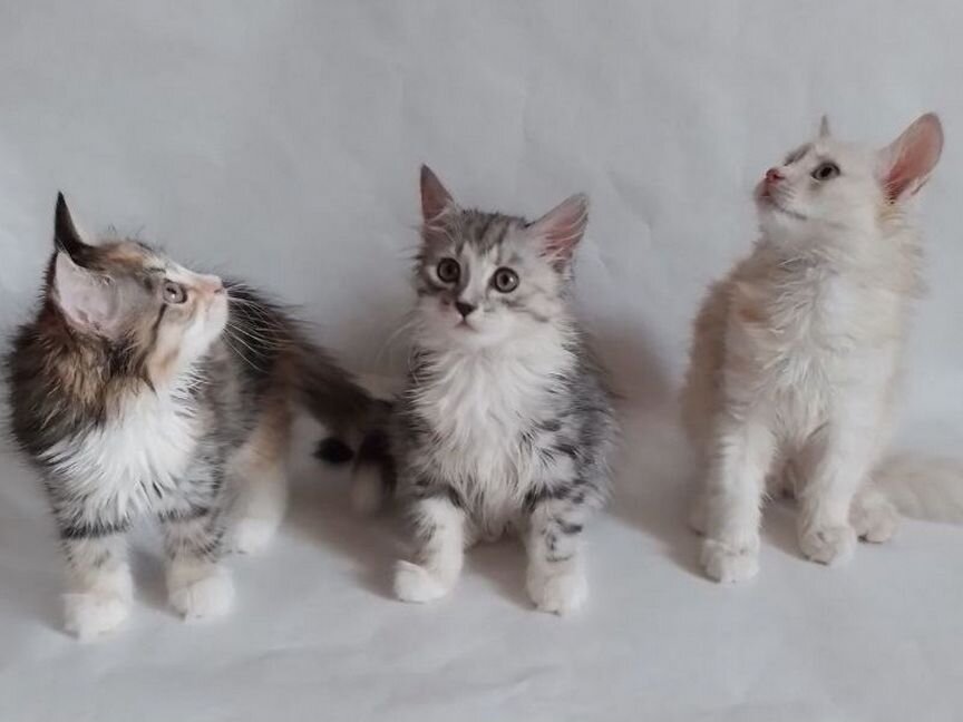 Майские очаровашки готовятся к переезду