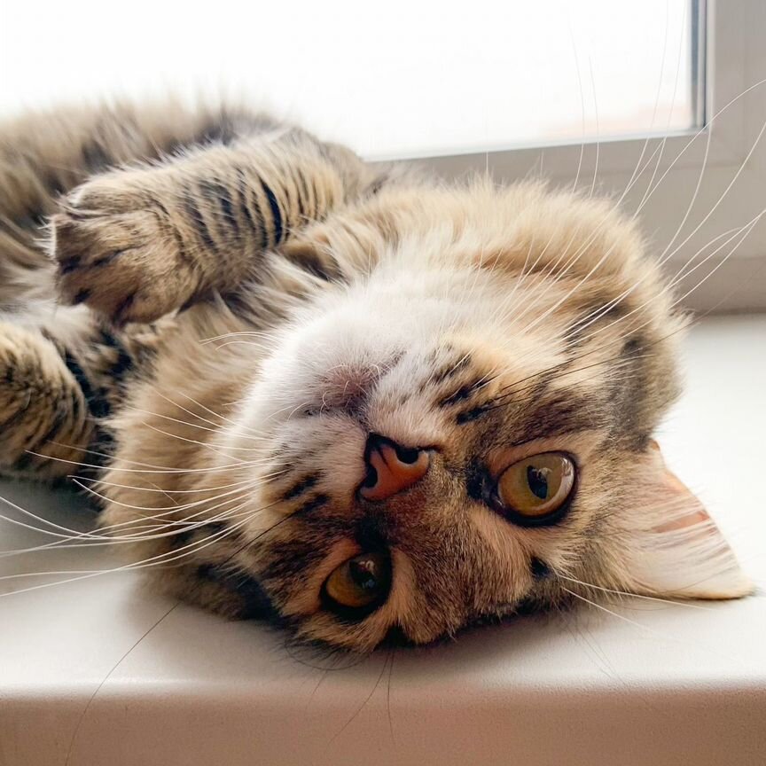 Кот бесплатно