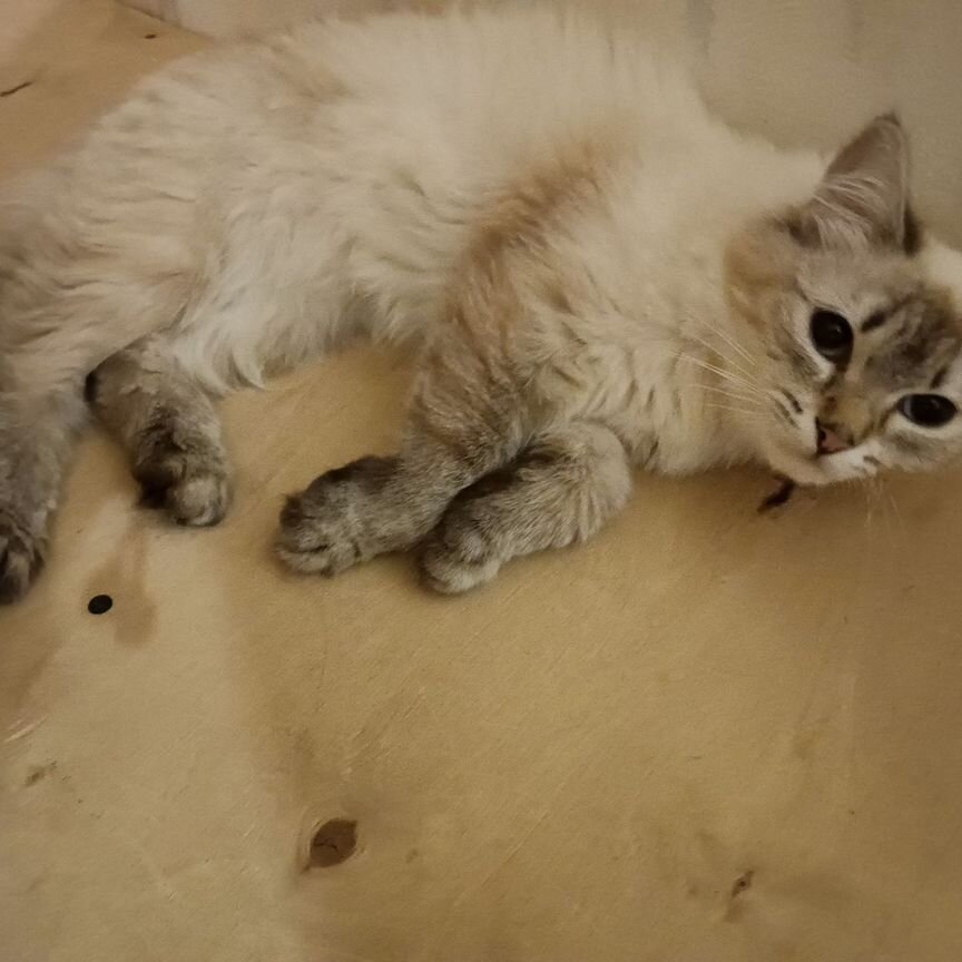 Найти любящего хозяйку