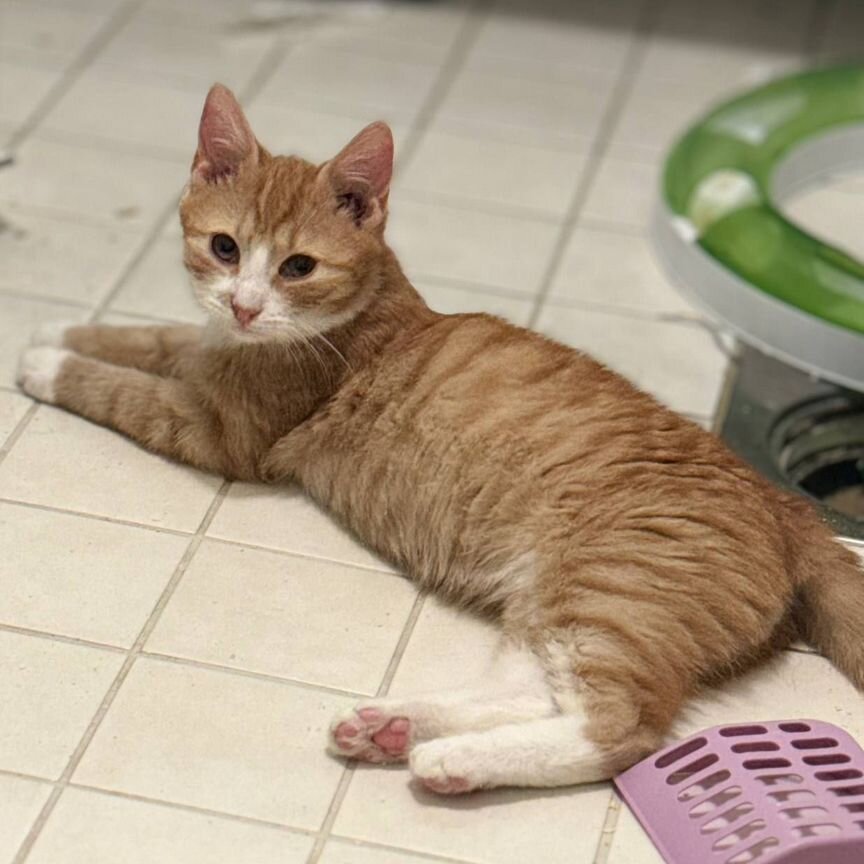 Котёнок в добрые руки