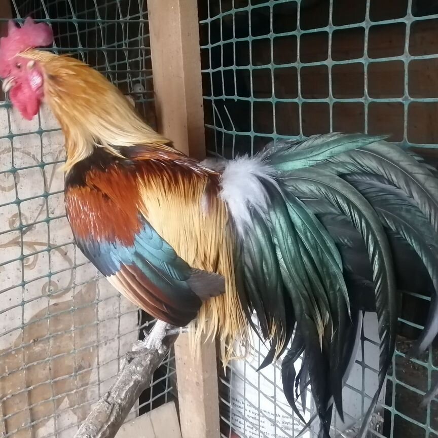 Петух Феникс