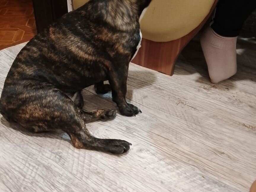 Французский бульдог девочка 5 месяцев