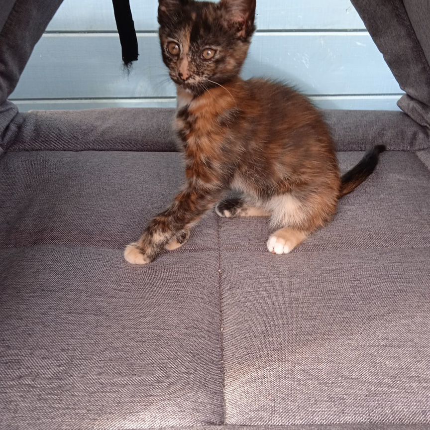 Отдам в добрые руки