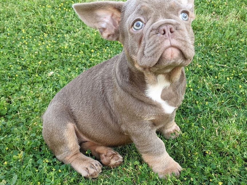 Очаровательный француз