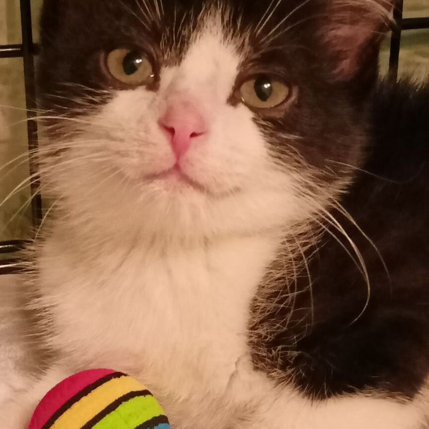 Кошечка 2,5 мес