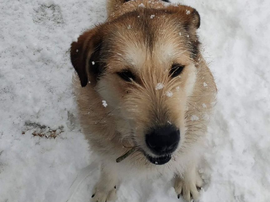 Собака в добрые руки