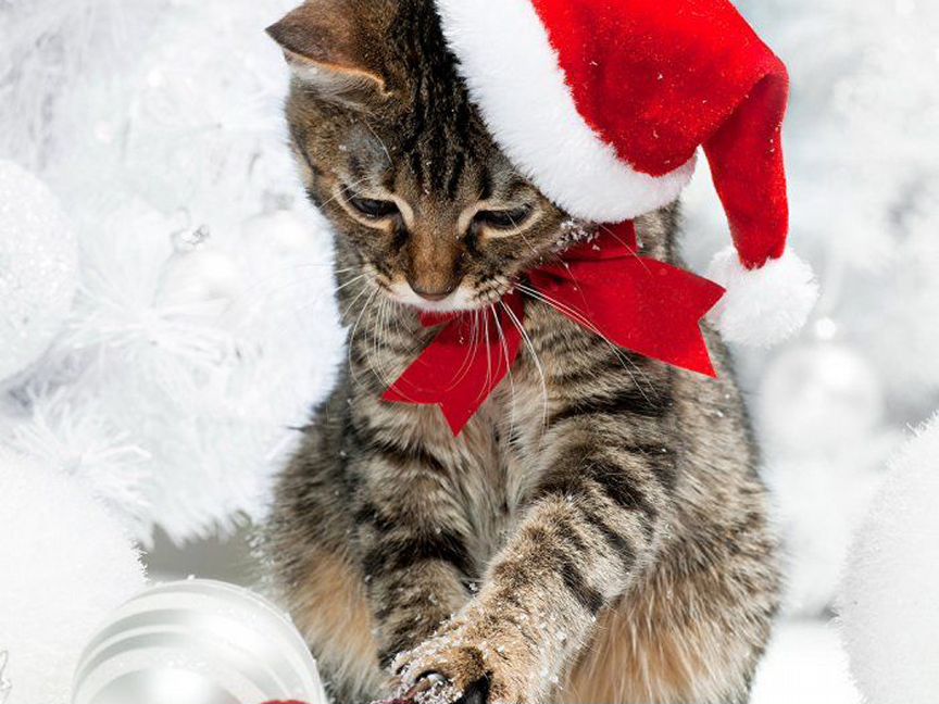 Новогодние котята. Прекрасный подарок