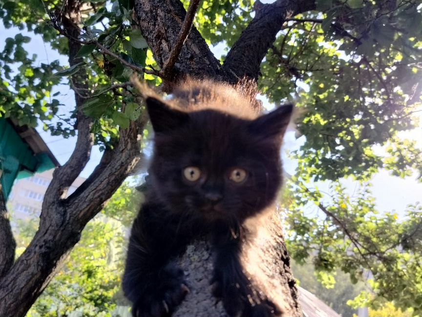 Котята десантные)